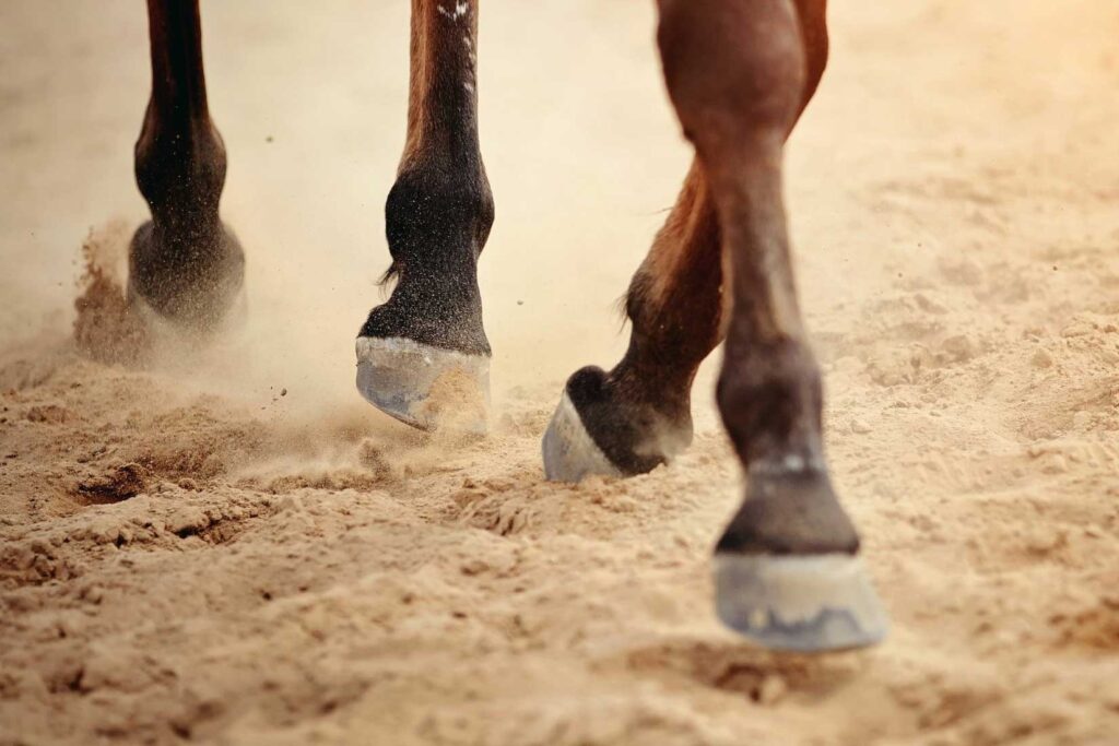 14 daily steps for healthy hooves - Majesticq UAE